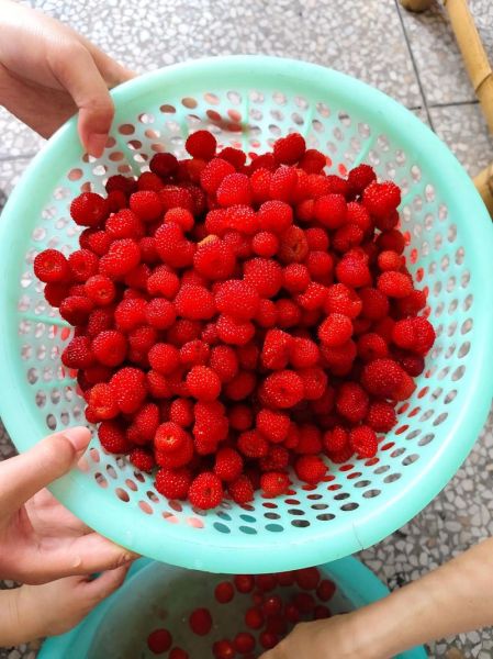 树梅图片怎么拍_树梅图片怎么调色-第1张图片-山城妙识 树梅图片怎么拍_树梅图片怎么调色-第1张图片-山城妙识