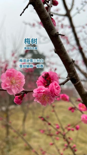 树梅图片怎么拍_树梅图片怎么调色-第2张图片-山城妙识 树梅图片怎么拍_树梅图片怎么调色-第2张图片-山城妙识