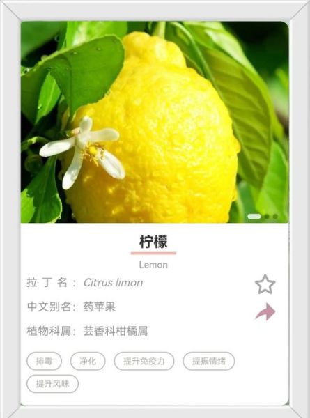柠檬的拼音怎么写_柠檬的正确读音是什么-第2张图片-山城妙识 柠檬的拼音怎么写_柠檬的正确读音是什么-第2张图片-山城妙识