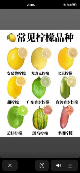 柠檬的拼音怎么写_柠檬的正确读音是什么-第3张图片-山城妙识 柠檬的拼音怎么写_柠檬的正确读音是什么-第3张图片-山城妙识