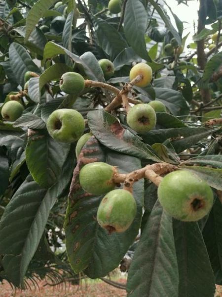 枇杷读音是什么_枇杷怎么读才标准-第2张图片-山城妙识