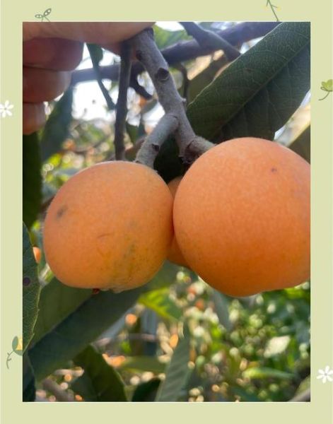 枇杷读音是什么_枇杷怎么读才标准-第3张图片-山城妙识