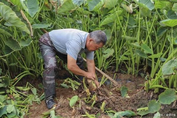 芋头怎么种_芋头种植技术与管理-第1张图片-山城妙识