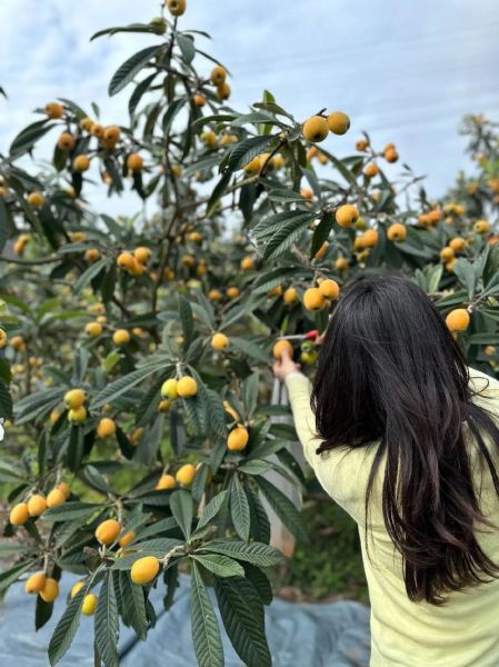 枇杷读音是什么_枇杷怎么读才标准-第1张图片-山城妙识