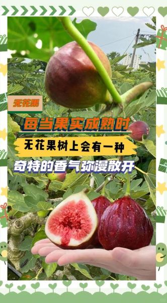 无花果为什么叫无花果_无花果名字的由来-第3张图片-山城妙识
