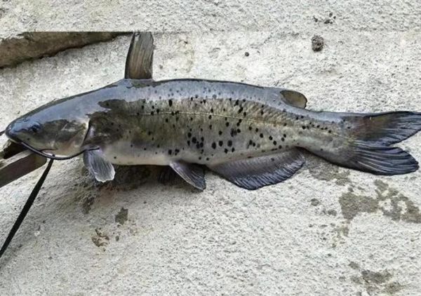 清江鱼干净吗_清江鱼生长环境-第1张图片-山城妙识 清江鱼干净吗_清江鱼生长环境-第1张图片-山城妙识