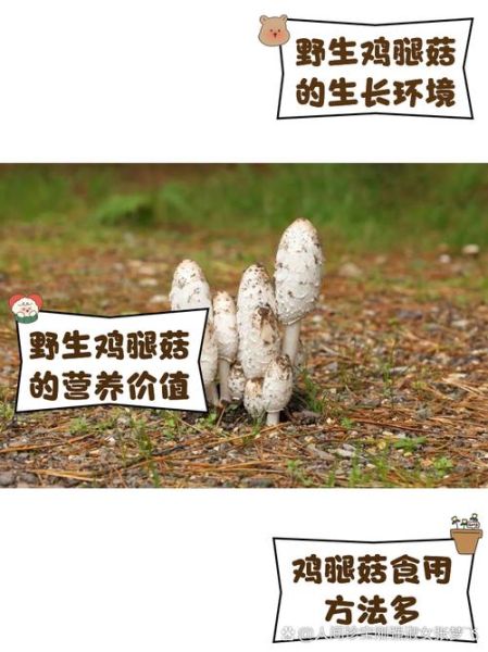 野生鸡腿菇可以吃吗_如何辨别可食用鸡腿菇-第1张图片-山城妙识