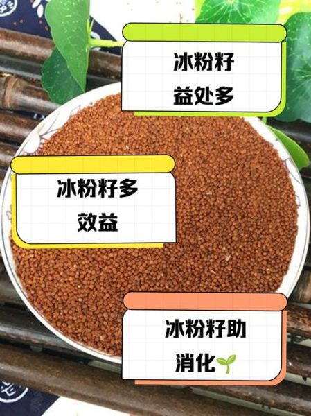 冰粉籽的功效与作用_冰粉籽可以天天吃吗-第1张图片-山城妙识 冰粉籽的功效与作用_冰粉籽可以天天吃吗-第1张图片-山城妙识