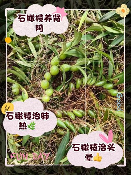 石橄榄的功效与作用及禁忌_石橄榄哪些人不能吃-第2张图片-山城妙识