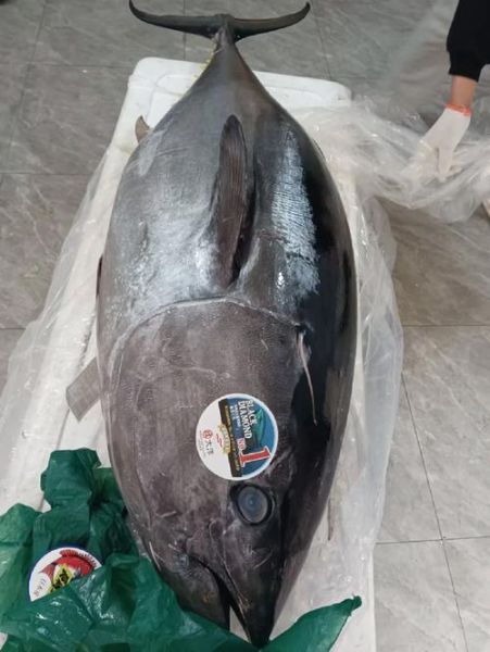 蓝鳍金枪鱼多少钱一斤_蓝鳍金枪鱼怎么做好吃-第2张图片-山城妙识