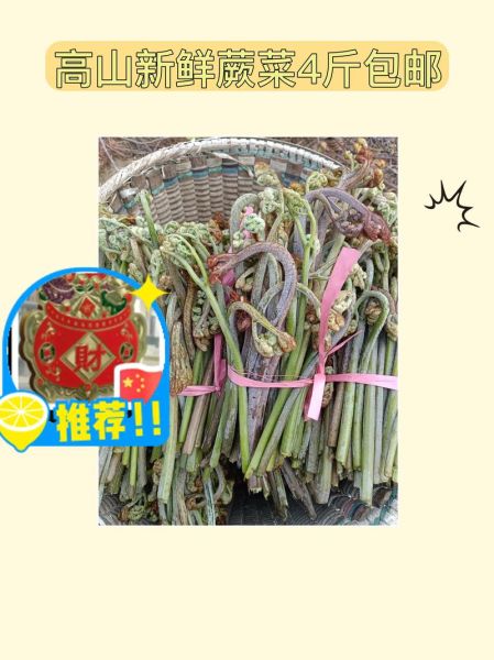 蕨菜多少钱一斤_新鲜蕨菜价格行情-第1张图片-山城妙识