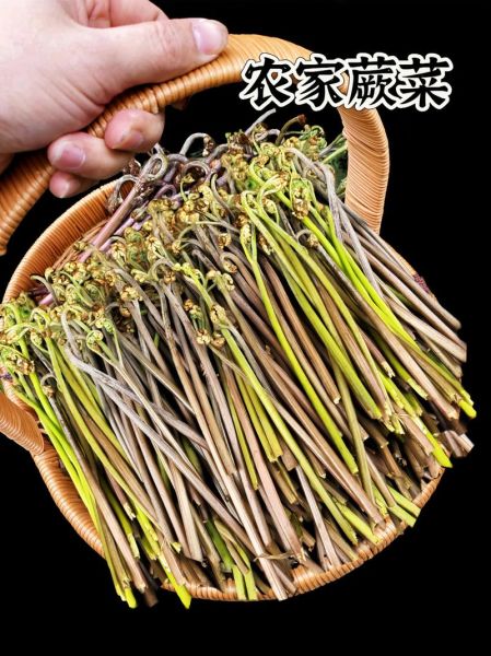 蕨菜多少钱一斤_新鲜蕨菜价格行情-第3张图片-山城妙识