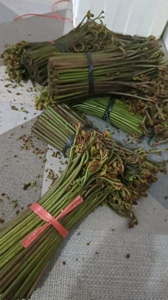 蕨菜多少钱一斤_新鲜蕨菜价格行情-第2张图片-山城妙识