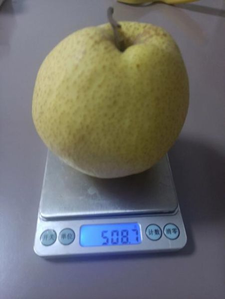 梨子热量是多少_减肥能吃梨子吗-第1张图片-山城妙识 梨子热量是多少_减肥能吃梨子吗-第1张图片-山城妙识