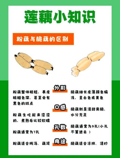 吃莲藕的好处与禁忌_哪些人不适合吃莲藕-第1张图片-山城妙识 吃莲藕的好处与禁忌_哪些人不适合吃莲藕-第1张图片-山城妙识