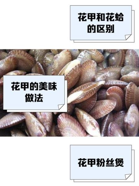 花甲和蛤蜊的区别_哪个更鲜美-第3张图片-山城妙识 花甲和蛤蜊的区别_哪个更鲜美-第3张图片-山城妙识