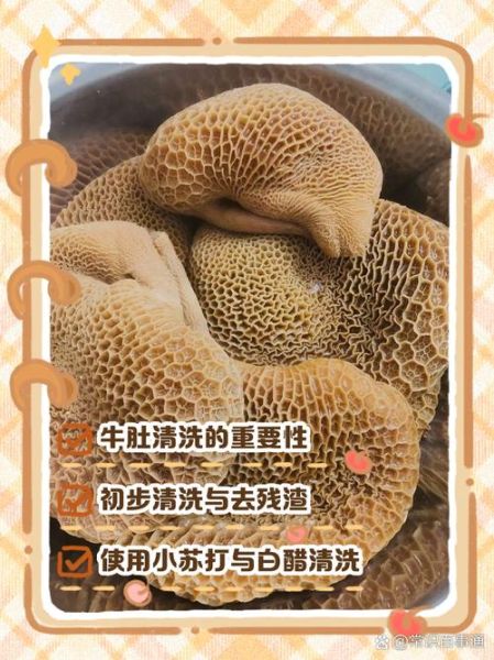 牛肚怎么清洗_牛肚焯水多久才脆-第1张图片-山城妙识