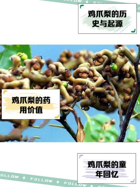 鸡爪梨几月份成熟_鸡爪梨什么时候采摘最好-第1张图片-山城妙识