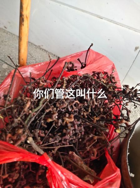 鸡爪梨几月份成熟_鸡爪梨什么时候采摘最好-第2张图片-山城妙识