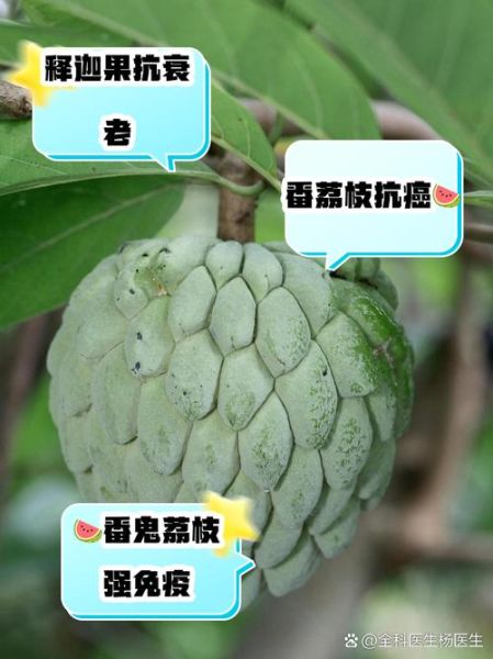 番荔枝怎么吃_番荔枝的正确吃法-第1张图片-山城妙识