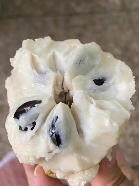 番荔枝怎么吃_番荔枝的正确吃法-第2张图片-山城妙识