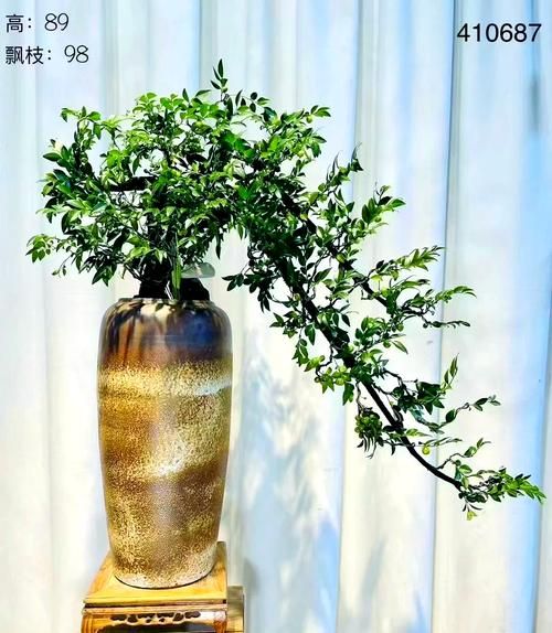 榆树风水禁忌_家门口种榆树好吗-第2张图片-山城妙识