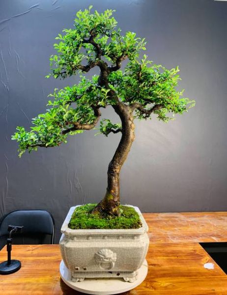 榆树风水禁忌_家门口种榆树好吗-第1张图片-山城妙识