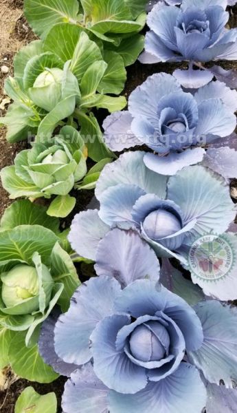 how_to_store_chinese_cabbage_long_term_what_is_chinese_cabbage-第1张图片-山城妙识