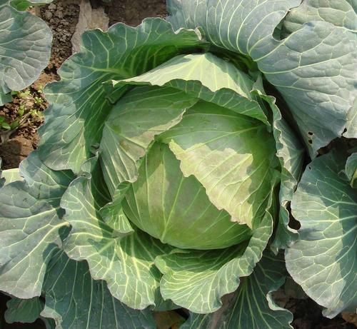 how_to_store_chinese_cabbage_long_term_what_is_chinese_cabbage-第3张图片-山城妙识