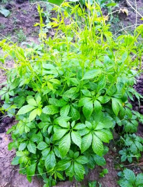 绞股蓝的功效与作用有哪些_绞股蓝能治哪些病-第3张图片-山城妙识