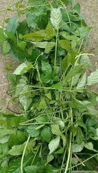 绞股蓝的功效与作用有哪些_绞股蓝能治哪些病-第2张图片-山城妙识