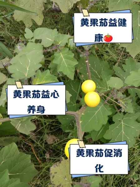 茄子有什么营养价值_茄子能降血压吗-第3张图片-山城妙识 茄子有什么营养价值_茄子能降血压吗-第3张图片-山城妙识