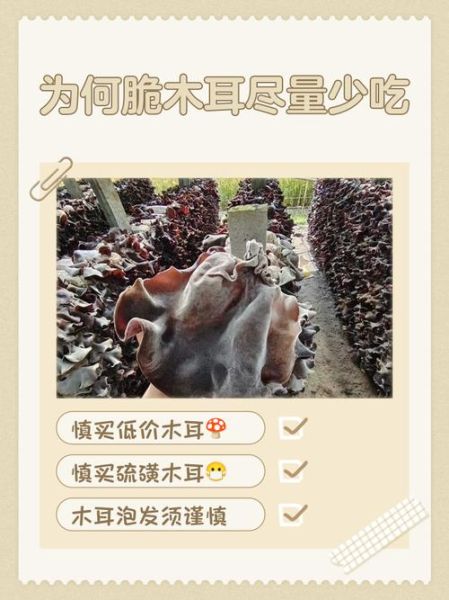 木耳不能和什么一起吃_木耳的最佳搭配有哪些-第3张图片-山城妙识