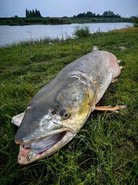 鳡鱼图片多少钱一斤_鳡鱼价格行情-第1张图片-山城妙识