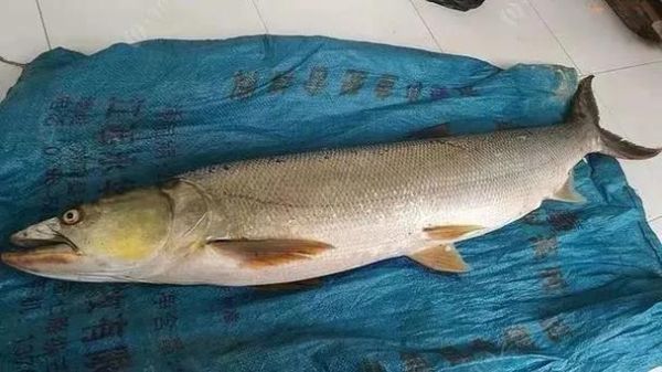 鳡鱼图片多少钱一斤_鳡鱼价格行情-第2张图片-山城妙识