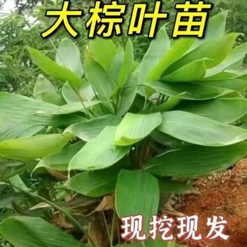 箬叶竹是什么植物_箬叶竹和粽叶竹区别-第2张图片-山城妙识