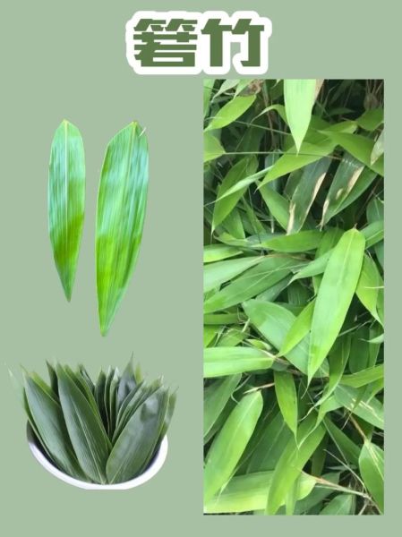 箬叶竹是什么植物_箬叶竹和粽叶竹区别-第3张图片-山城妙识