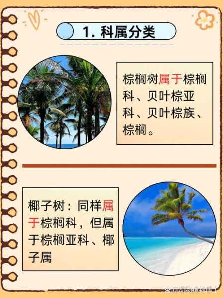 椰子树和棕榈树的区别_如何快速区分-第1张图片-山城妙识