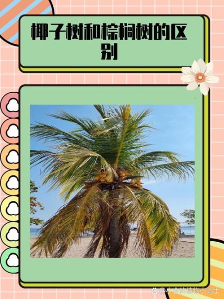 椰子树和棕榈树的区别_如何快速区分-第2张图片-山城妙识