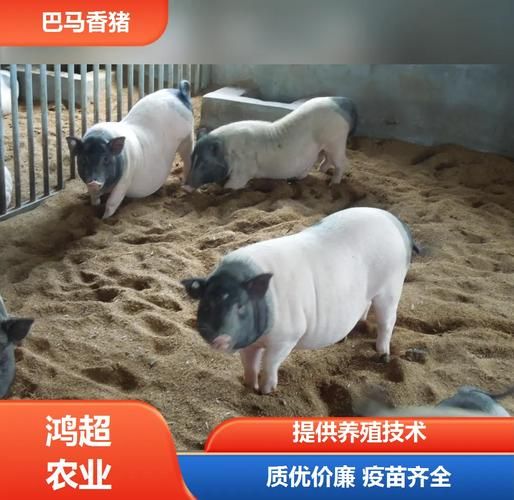 正宗巴马香猪图片_如何辨别真假-第1张图片-山城妙识