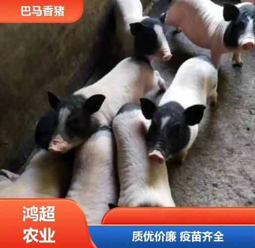正宗巴马香猪图片_如何辨别真假-第3张图片-山城妙识