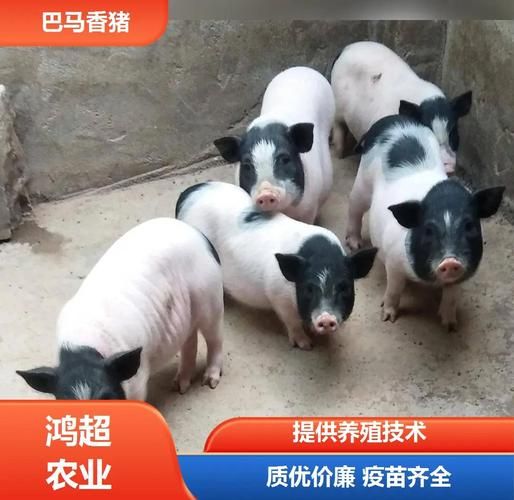 正宗巴马香猪图片_如何辨别真假-第2张图片-山城妙识