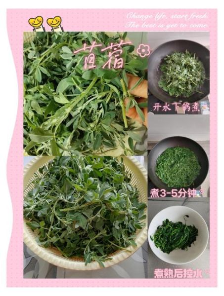 苜蓿芽菜怎么吃_苜蓿芽菜可以生吃吗-第1张图片-山城妙识 苜蓿芽菜怎么吃_苜蓿芽菜可以生吃吗-第1张图片-山城妙识