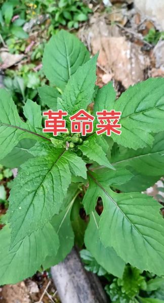 野生茼蒿能吃吗_野生茼蒿和家种区别-第1张图片-山城妙识