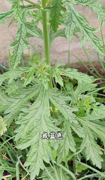 马鞭草有几种_马鞭草品种区别-第1张图片-山城妙识 马鞭草有几种_马鞭草品种区别-第1张图片-山城妙识