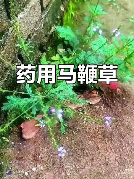 马鞭草有几种_马鞭草品种区别-第3张图片-山城妙识 马鞭草有几种_马鞭草品种区别-第3张图片-山城妙识