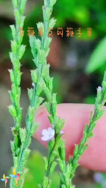 马鞭草有几种_马鞭草品种区别-第2张图片-山城妙识 马鞭草有几种_马鞭草品种区别-第2张图片-山城妙识