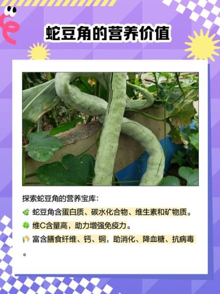 蛇豆角怎么炒好吃_蛇豆角的做法大全-第2张图片-山城妙识