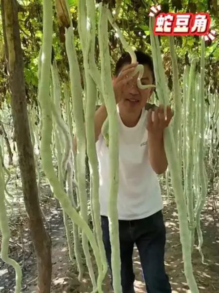 蛇豆角怎么炒好吃_蛇豆角的做法大全-第3张图片-山城妙识