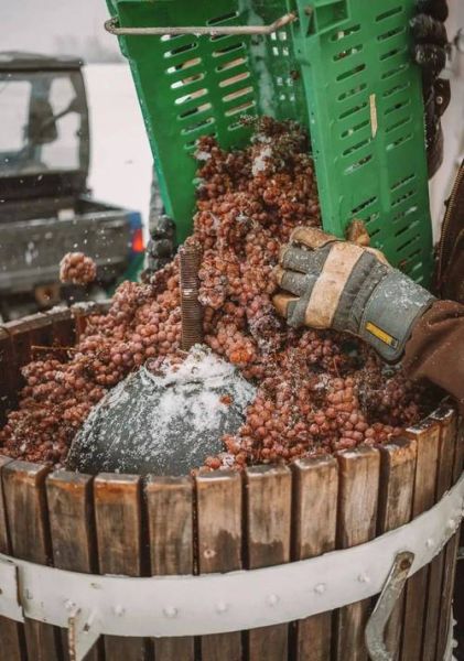 葡萄酒怎么酿制_葡萄酒酿制全过程-第2张图片-山城妙识
